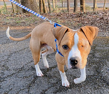 Birmingham, AL - Boxer. Meet Canaan a Pet for Adoption - AdoptaPet.com