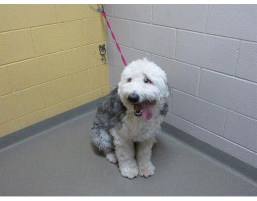 Colorado Springs, CO - Old English Sheepdog. Meet BOSTON a Pet for ...