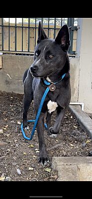 Los Angeles, CA - Australian Kelpie/Husky. Meet Onyx a Pet for Adoption ...