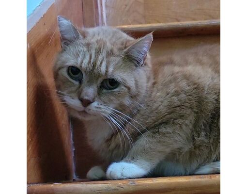 Brimfield, MA - Domestic Shorthair. Meet Kieran- Spirit Cat a Pet for ...