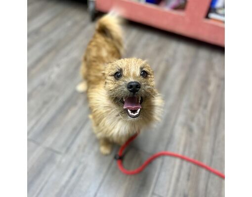 Danville, KY - Border Terrier/Mixed Breed (Small). Meet Beanie Weenie a ...