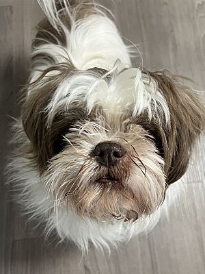St. Clair Shores, MI - Shih Tzu. Meet Manny a Pet for Adoption ...