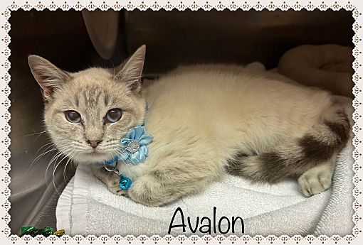 Marietta, GA - Tabby. Meet AVALON a Pet for Adoption - AdoptaPet.com