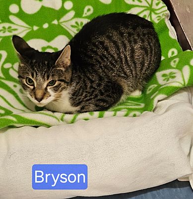 Jim Thorpe, PA - Domestic Shorthair. Meet Bryson a Pet for Adoption ...