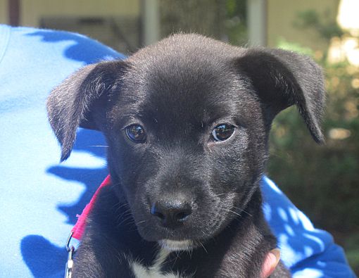 Plainfield, CT - Scottie, Scottish Terrier/Pug. Meet Pearl a Pet for ...