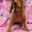 Cocker Spaniel Puppies - Rescue and Adoption Near You