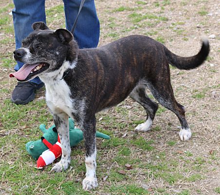 Bandera, TX - Boston Terrier/Labrador Retriever. Meet Pumpkin a Pet for ...