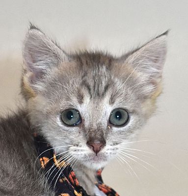 Springfield, OH - Domestic Shorthair. Meet Oak a Pet for Adoption ...