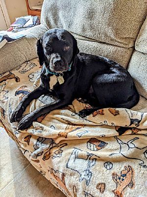 Aurora, IL - Puggle/Labrador Retriever. Meet Star a Pet for Adoption ...