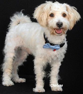 Newland, NC - Maltese. Meet Teddy a Pet for Adoption - AdoptaPet.com