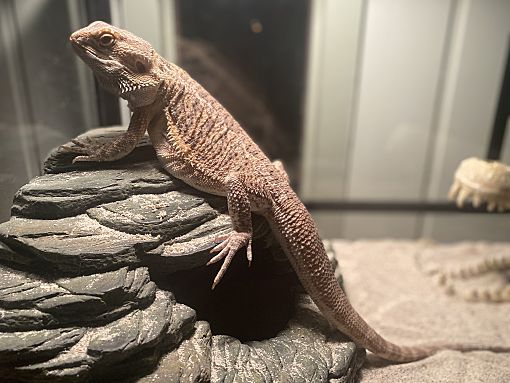 Baton Rouge, LA - Lizard. Meet Puff (In A Foster Home) a Pet for ...