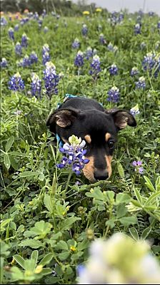 Richmond, TX - Rat Terrier. Meet Roscoe a Pet for Adoption - AdoptaPet.com