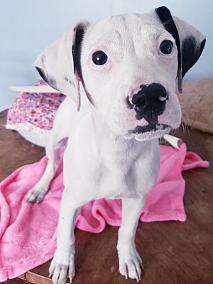 Detroit, MI - Foxhound/Labrador Retriever. Meet Lynn a Pet for Adoption ...