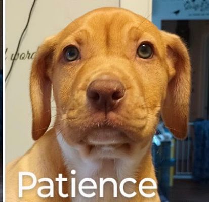 SHELBY TOWNSHIP, MI - Mixed Breed (Medium). Meet Patience a Pet for ...
