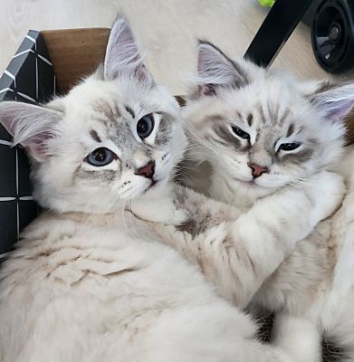 Arlington, VA - Siberian. Meet Sonya & Alexei a Pet for Adoption - AdoptaPet.com