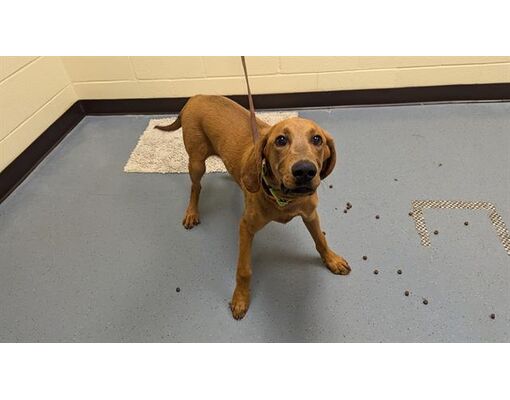 Denver, CO - Labrador Retriever. Meet ROCKO a Pet for Adoption ...