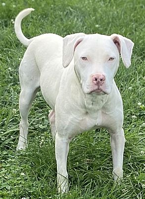 Hartford, CT - American Pit Bull Terrier. Meet Roxie 2 a Pet for ...