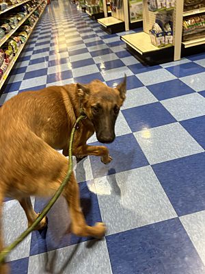 Fallon, NV - Belgian Malinois. Meet Donner a Pet for Adoption ...