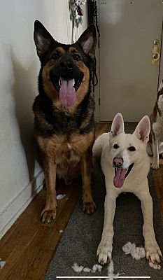 Baltimore, MD - German Shepherd Dog. Meet Drogo and Ruger a Pet for ...