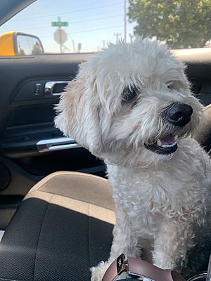 Mesquite, TX - Poodle (Miniature)/Mutt. Meet Sigma a Pet for Adoption ...