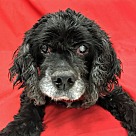 Cocker Spaniel Puppies - Rescue and Adoption Near You