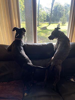 Avon, IN - American Pit Bull Terrier. Meet Daisy and BB a Pet for ...