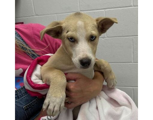 Kansas City, MO - Mixed Breed (Small)/Mixed Breed (Medium). Meet Garlic ...