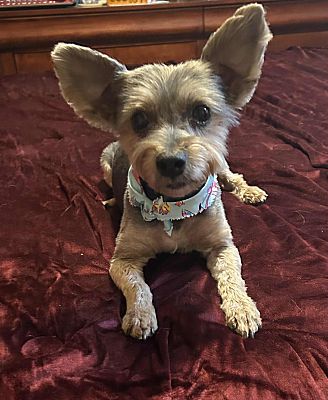 Dallas, TX - Yorkie, Yorkshire Terrier. Meet DAPHNE a Pet for Adoption ...