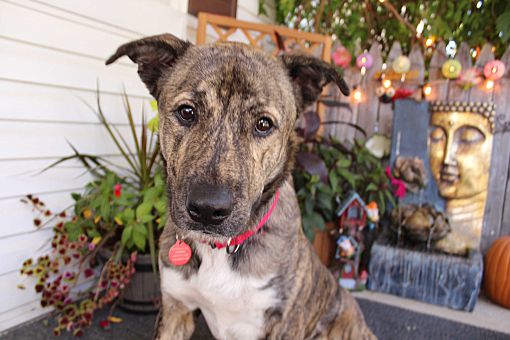 Baltimore, MD - Dutch Shepherd/Labrador Retriever. Meet Monty a Pet for ...
