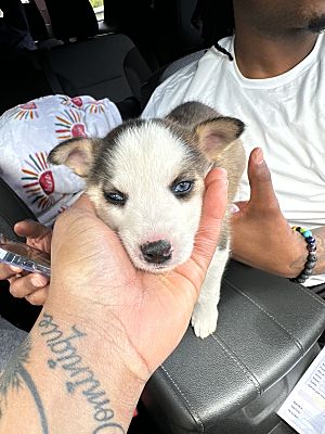 Long Beach, CA - Husky/Husky. Meet Indigo a Pet for Adoption ...