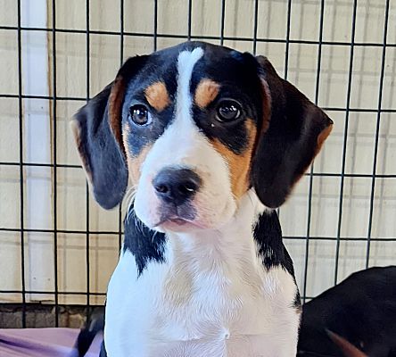 Southbury, CT - Beagle/Treeing Walker Coonhound. Meet Harlow a Pet for ...