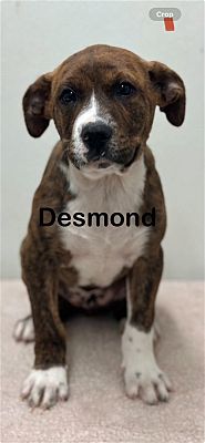 Mobile, AL - Plott Hound/Border Collie. Meet Desmond a Pet for Adoption ...