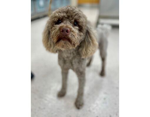 Naples, FL - Poodle (Miniature). Meet BOO a Pet for Adoption ...