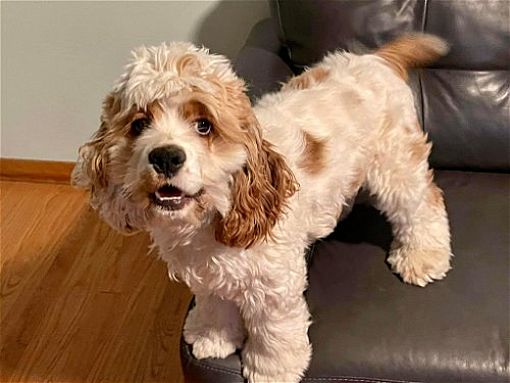 Flushing, NY - Cocker Spaniel. Meet BUDDY a Pet for Adoption ...