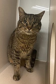 Adopt A Pet | PetSmart Charities