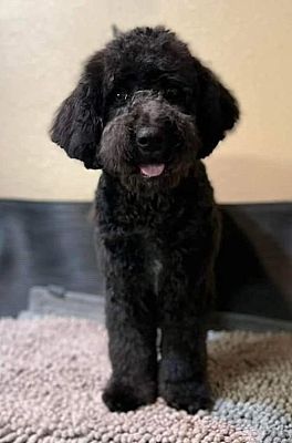Hartford, CT - Boykin Spaniel/Poodle (Miniature). Meet Wren a Pet for ...