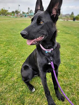 Riverside, CA - Belgian Shepherd/Labrador Retriever. Meet Onyx a Pet ...