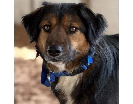 Kanab, UT - Australian Shepherd/Mixed Breed (Medium). Meet Triscutie a ...