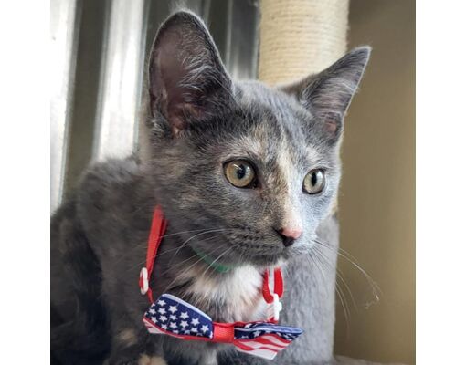 Springfield, OH - Domestic Shorthair. Meet Celtic a Pet for Adoption ...