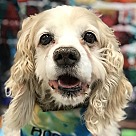 Cocker Spaniel Puppies - Rescue and Adoption Near You