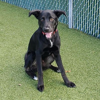 Lakeland, FL - Labrador Retriever. Meet Mani a Pet for Adoption ...
