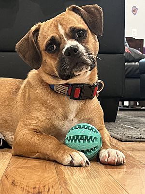 Philadelphia, PA - Beagle/Pug. Meet Goose a Pet for Adoption ...