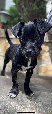 Portland, OR - Terrier (Unknown Type, Small). Meet Poppy a Pet for ...