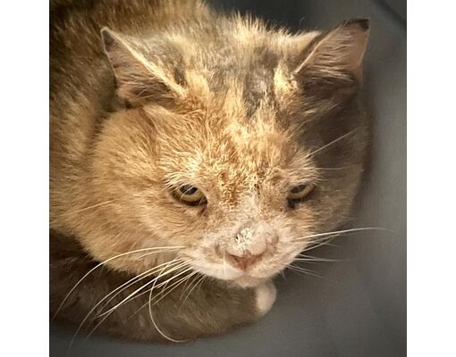 Methuen, MA - Domestic Shorthair. Meet CALLIE WORKING CAT a Pet for ...