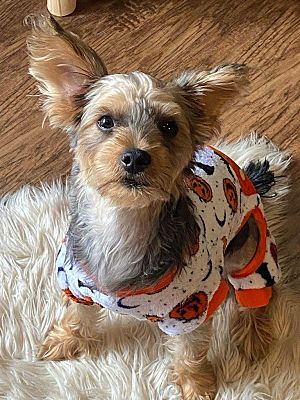 Oklahoma City, OK - Yorkie, Yorkshire Terrier/Terrier (Unknown Type ...