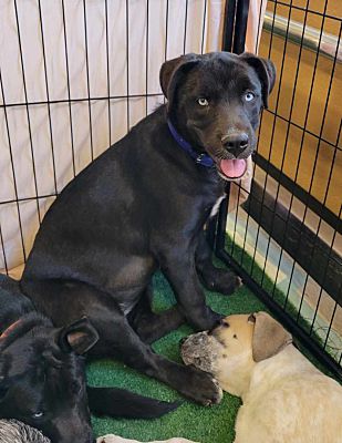 Rancho Cucamonga, CA - Staffordshire Bull Terrier/Labrador Retriever ...