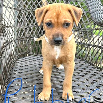 Manchester, NH - Feist/Labrador Retriever. Meet Pebbles a Pet for ...