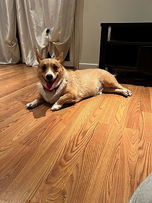 Los Angeles, CA - Pembroke Welsh Corgi. Meet Maverick a Pet for ...