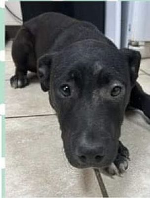 Raleigh, NC - Labrador Retriever. Meet Tyler a Pet for Adoption ...