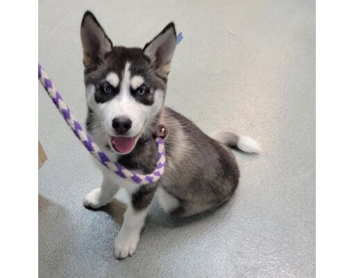Westminster, CA - Husky. Meet Winnie a Pet for Adoption - AdoptaPet.com